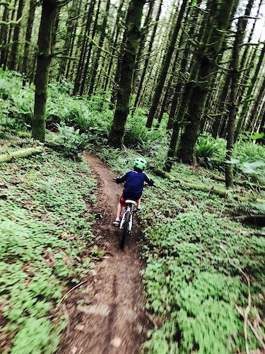 Pilchuck Tree Farm Mountain Bike Trails | Trailforks
