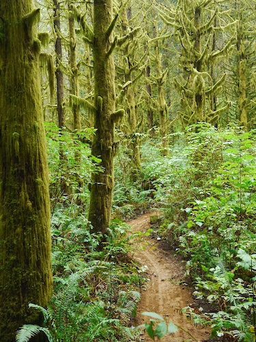 Pilchuck Tree Farm Mountain Bike Trails | Trailforks