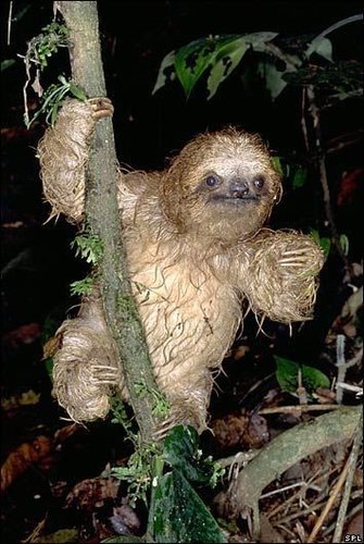 Creepy Sloth at I Don't Know!!! in Christ Church, Barbados - photo by ...