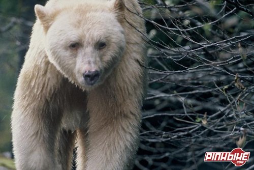 Making it happen: A Mountain Biking Film Night For The Spirit Bear ...