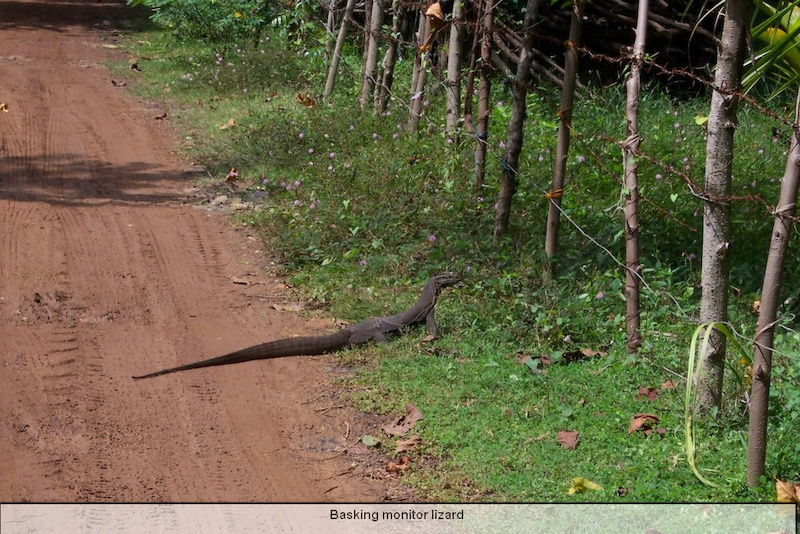 Discovering the Jungle Trails of Sri Lanka - Pinkbike