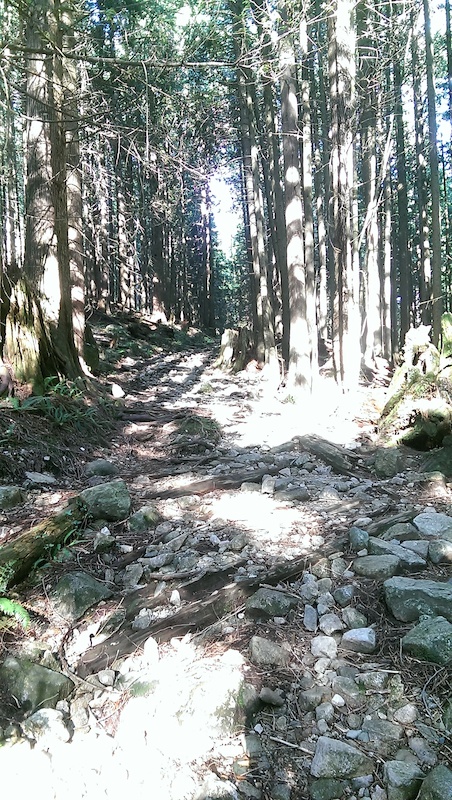 Skid Road Multi Trail - North Vancouver, British Columbia