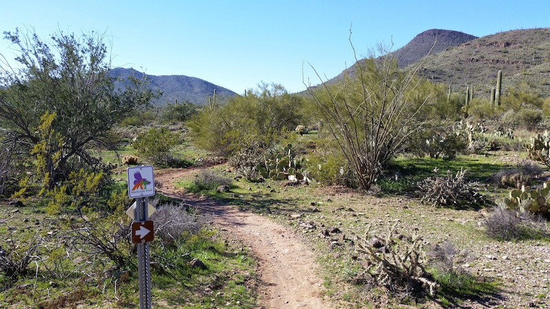 Maricopa (Spur Cross) Multi Trail - Cave Creek, AZ