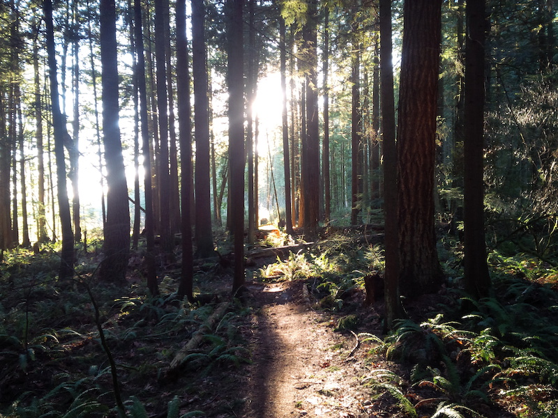 Trail Dweller Mountain Biking Trail - Maple Ridge, BC