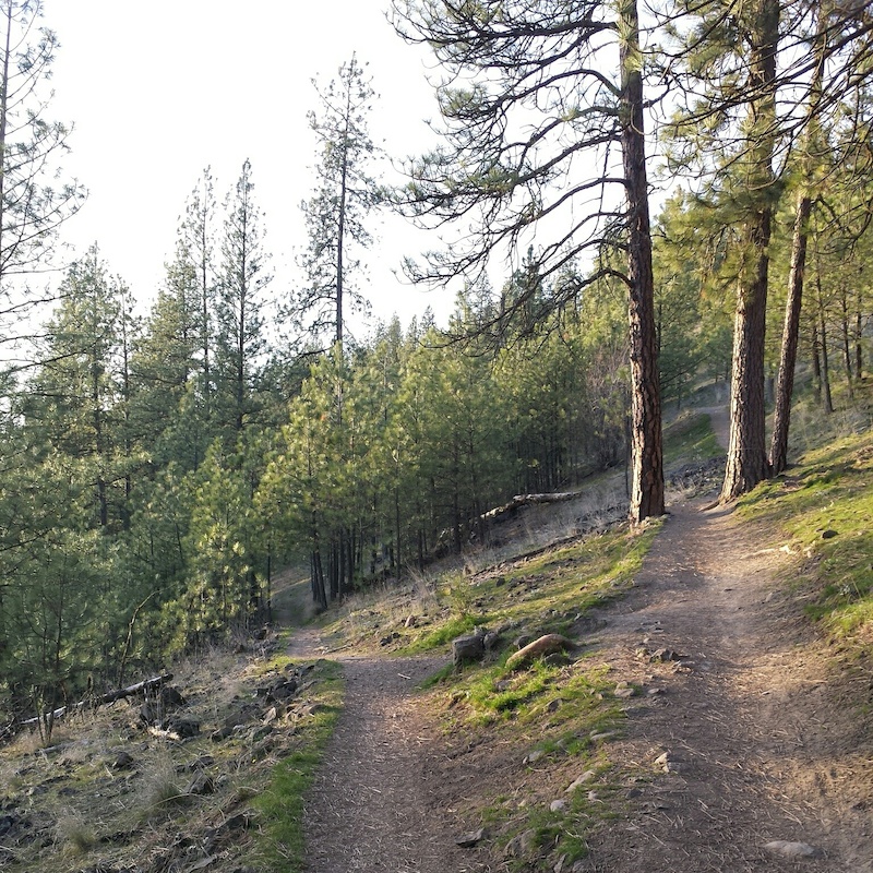Qualchan to Bluff Loop Mountain Biking Trail - Spokane