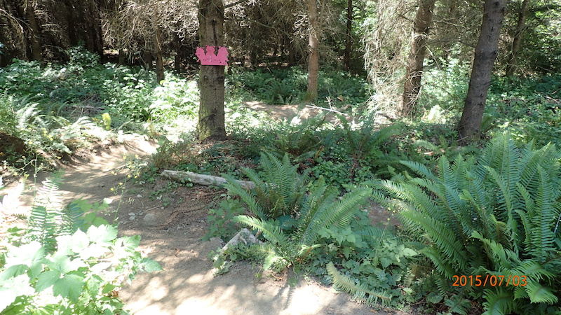 Straw Mountain Biking Trail - Bellingham, Washington