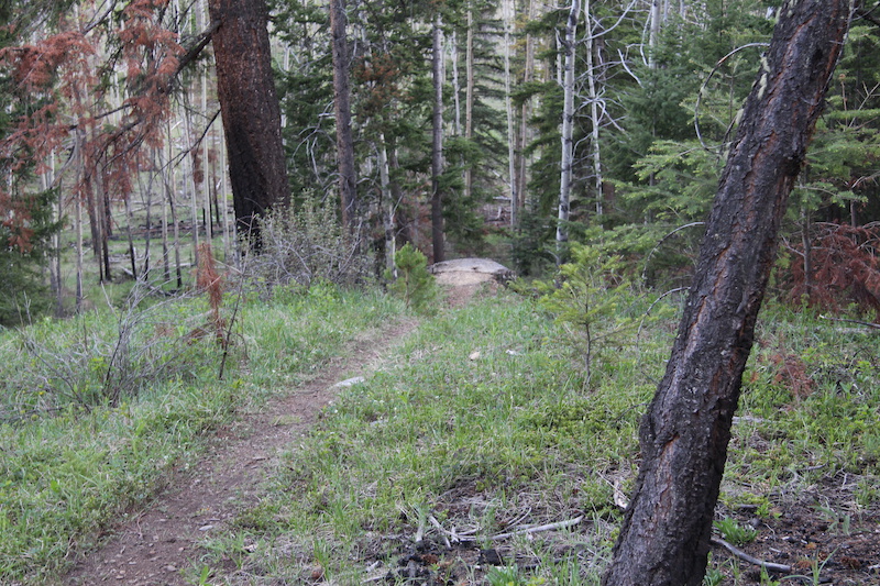 Razorback - South Fork Multi Trail - Jasper, Alberta