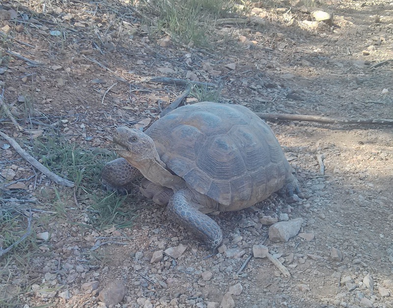 Quartz Ridge Multi Trail - Gold Canyon, Arizona