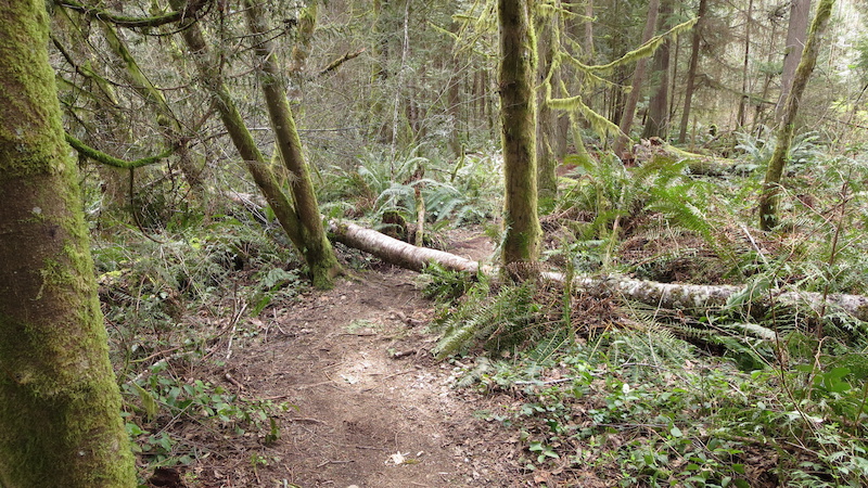 Mainline Trail Multi Trail - Maltby, Washington Mainline Trail Multi Trail - Maltby, Washington