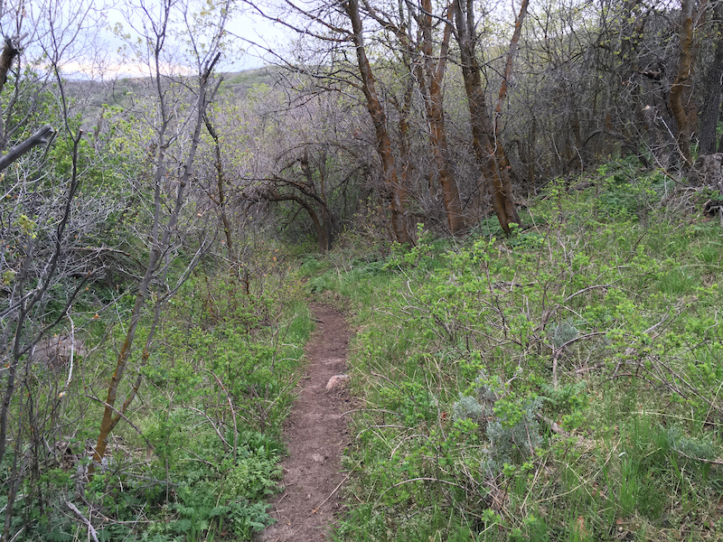 Yellow Fork Multi Trail - Yellow Fork, Herriman, Utah
