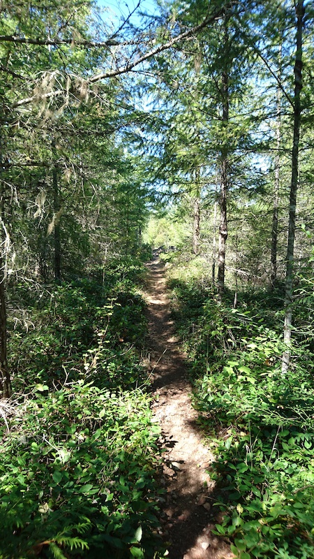 Burnt Ridge Mountain Biking Trail - Parksville, BC