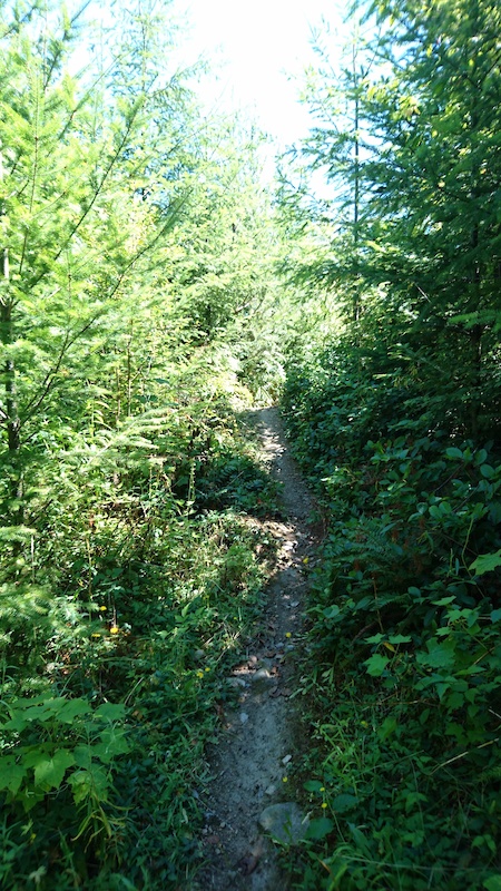 Receding Treeline Mountain Biking Trail - Parksville