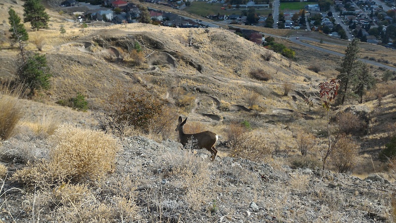 Apex Trail Mountain Biking Trail - Kelowna, BC