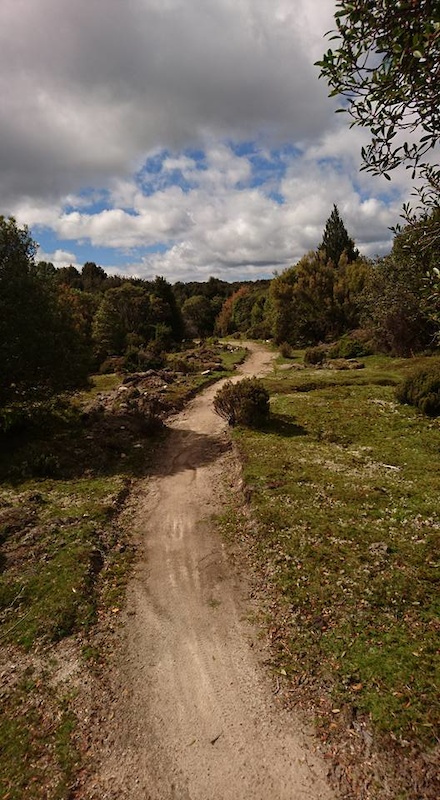 Blue Tier Goblin Forest Mountain Biking Trail