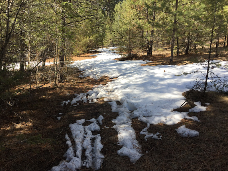 Cranbrook Community Forest Mountain Bike Trails | Trailforks