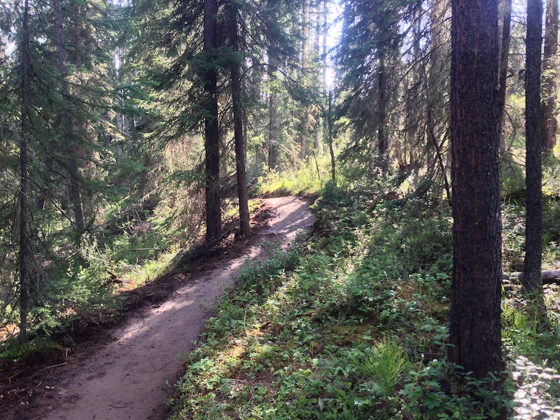 Overflow Mountain Biking Trail - Edson, AB | Trailforks