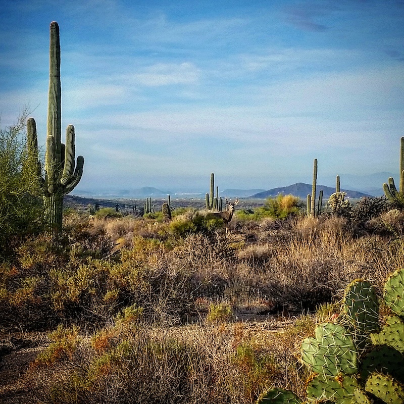 The Divide Multi Trail - Scottsdale, Arizona