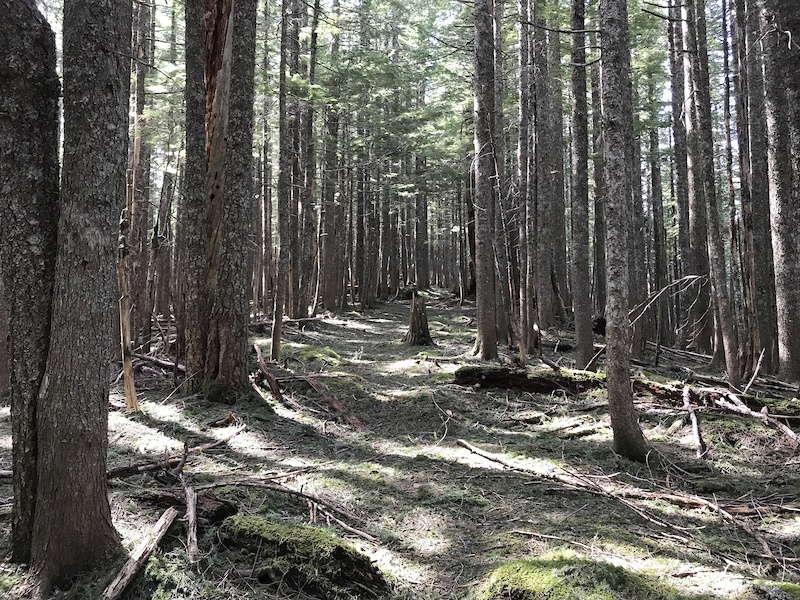 Horseshoe Ridge Hiking Trail - Stabler, Washington