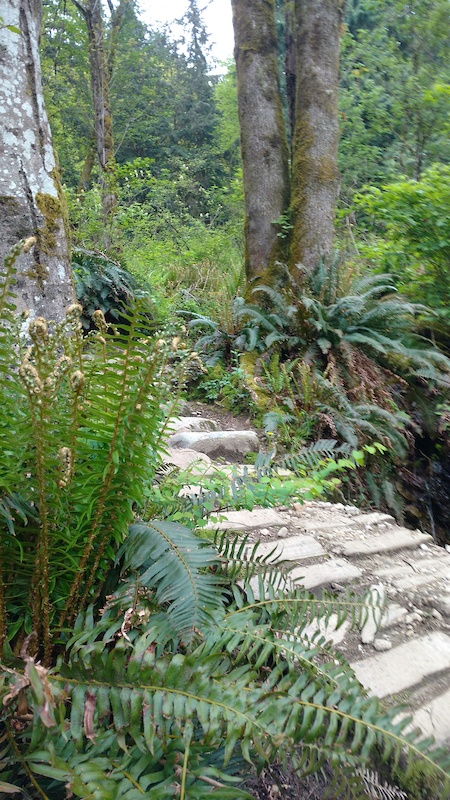 Burnaby Mountain / SFU Mountain Bike Trails | Trailforks