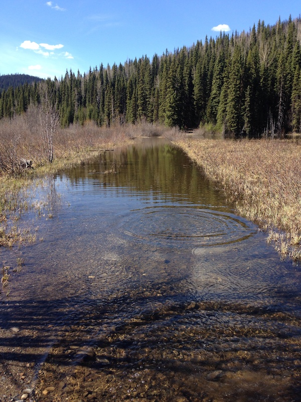 Sugar Creek Loop Mountain Biking Trail - Wells, BC