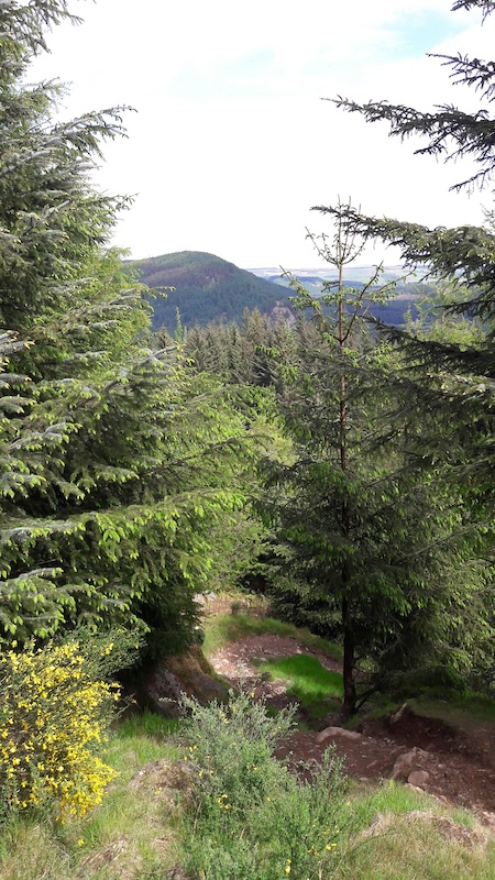 DH Upper Mountain Biking Trail - Craigvinean, Dunkeld