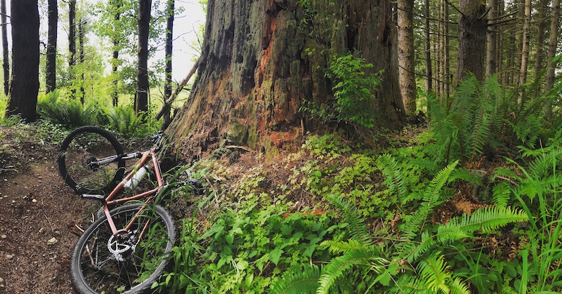 Supercharger Mountain Biking Trail - Maple Valley, WA