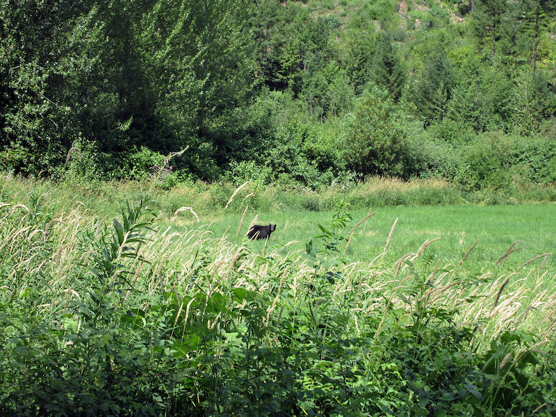 Mackenzie Basin Access Road Multi Trail - Pemberton