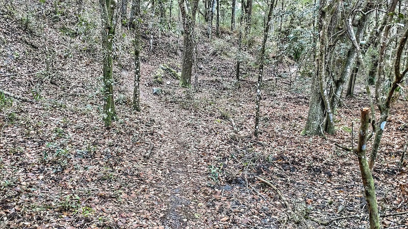Razorback Ridge Mountain Bike Trail - Ocala, Florida