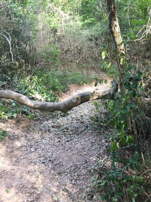 Green Ridge Trail Mountain Biking Trail - Houston, Texas