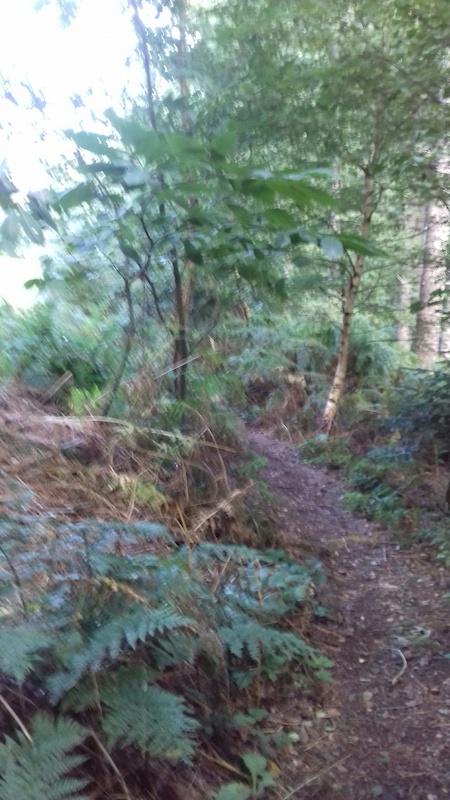 The Homemade Run Mountain Biking Trail - Sheringham