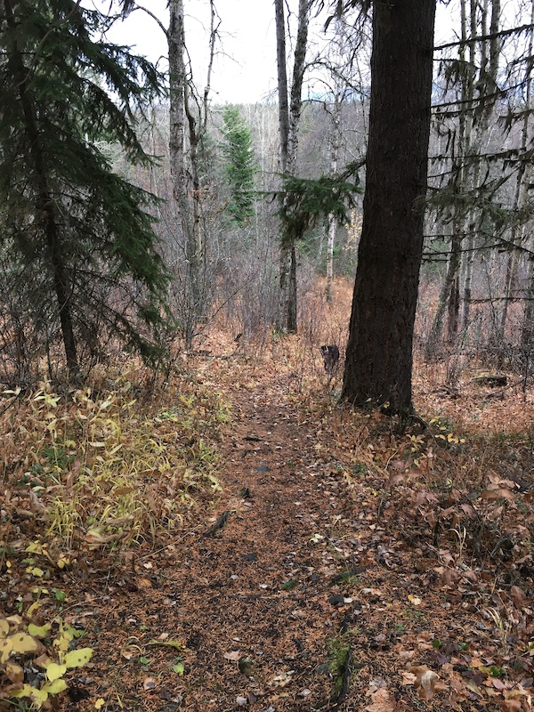 Southern Loop Trail Mountain Biking Trail - Prince George