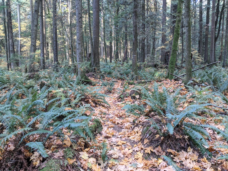 Lyns Lane Mountain Biking Trail - Maple Ridge, BC