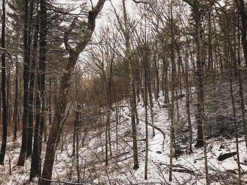 Big River Mountain Biking Trail - Reefton | Trailforks