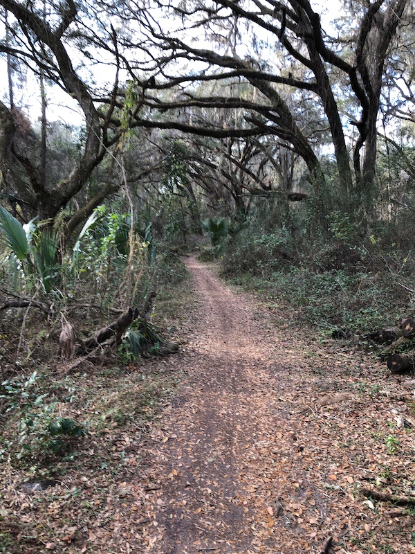 Canopy Multi Trail - Santos, Ocala, Florida | Trailforks