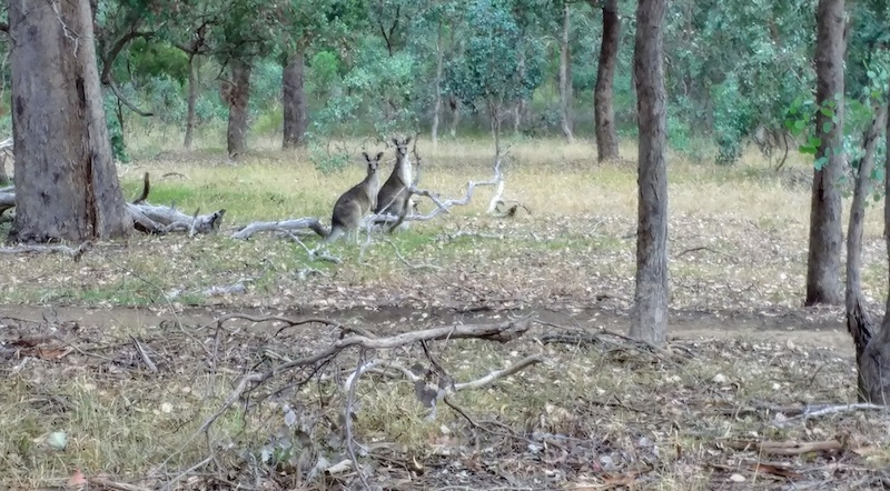 Bone Yard Mountain Biking Trail - Templestowe