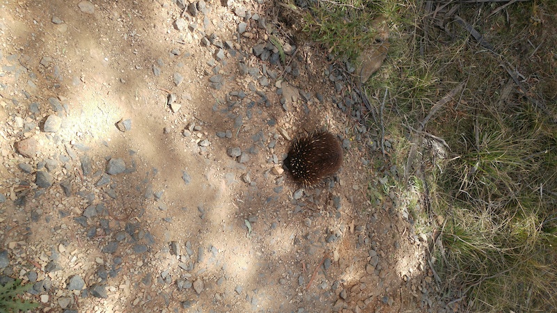 Berm Track Extension Mountain Biking Trail - Launceston
