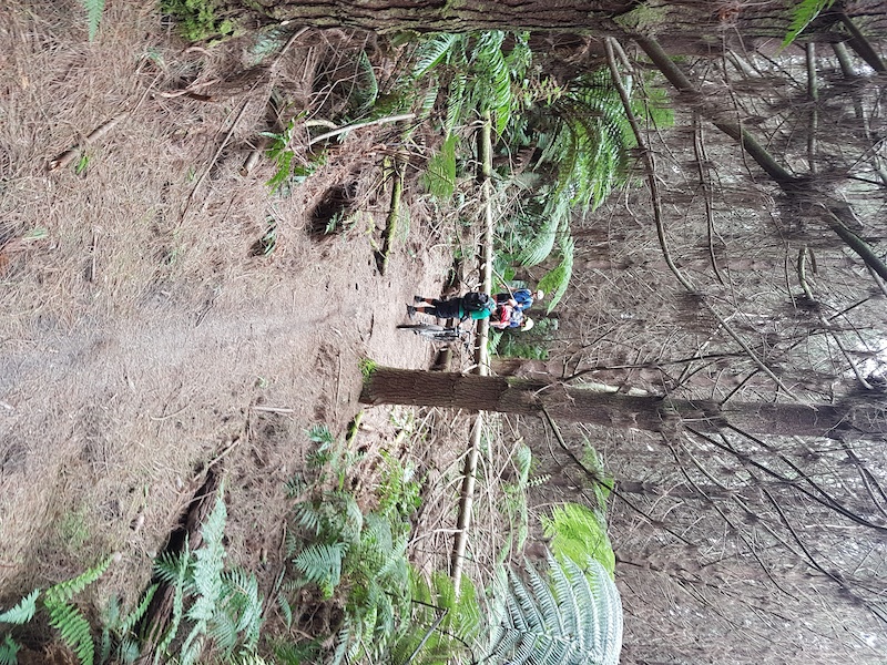 Te Ruru Mountain Biking Trail - Rotorua | Trailforks