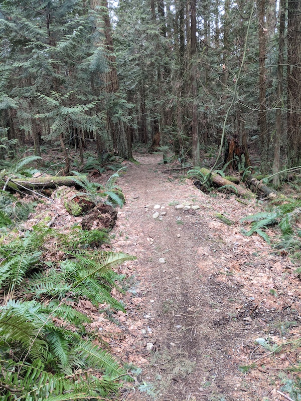 Return of the Shedi Mountain Biking Trail - Delta, BC