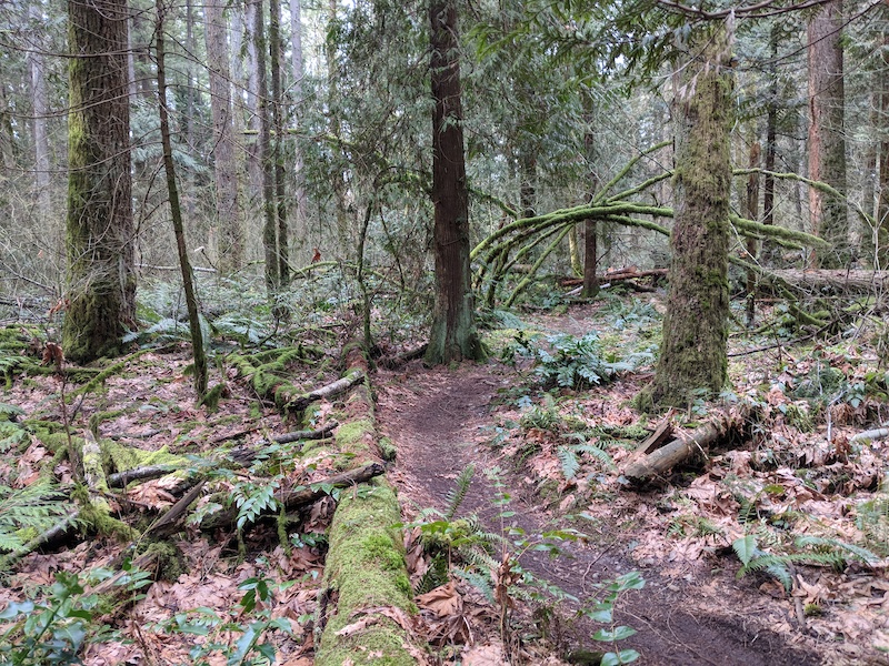 Rockin Rolla Mountain Biking Trail - Delta, BC