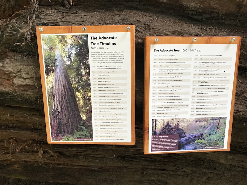 Advocate Tree Hiking Trail - Aptos, California