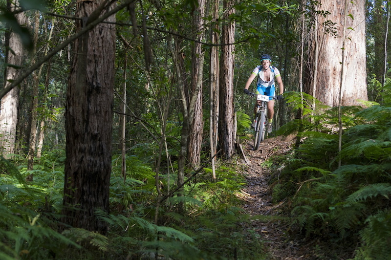 Bago State Forest Mountain Biking Trails | Trailforks