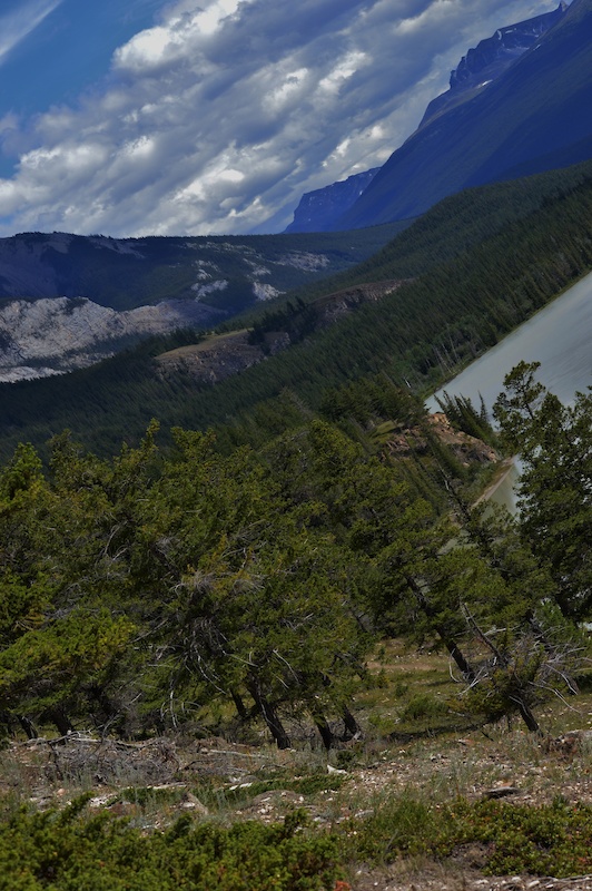 Overlander (6th Bridge to Moberly Cabin) Mountain Biking Trail - Jasper