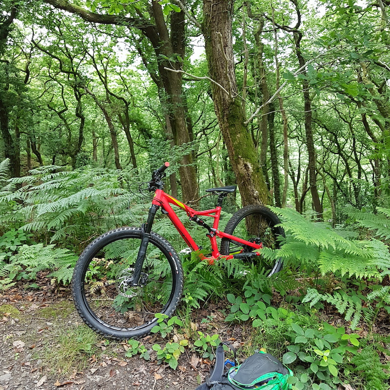 Clyne Valley Woods, Swansea Mountain Biking Trails | Trailforks