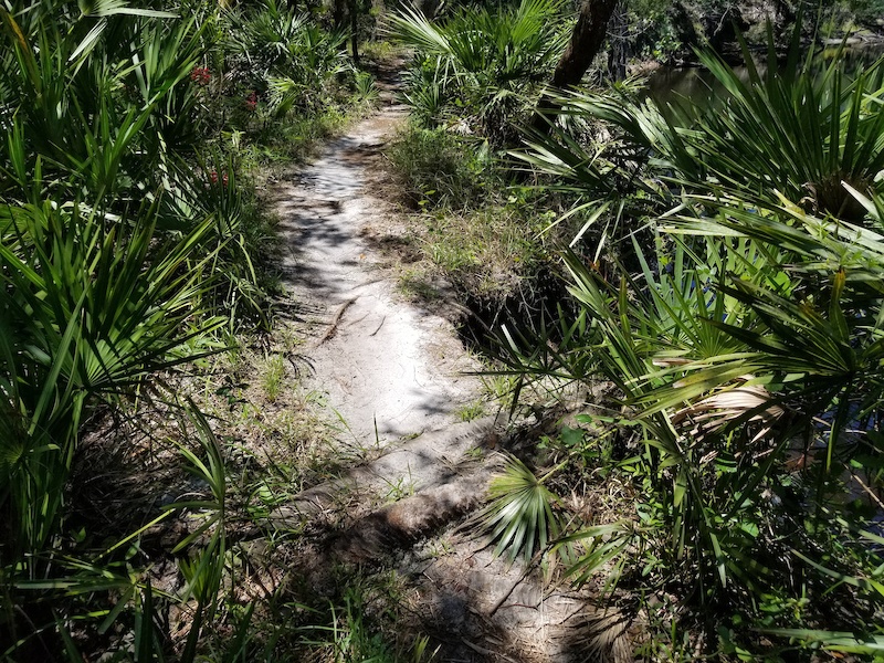 Outback Mountain Biking Trail - Oviedo, Florida