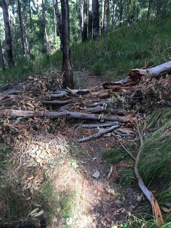 Old Tambo Mountain Biking Trails | Trailforks