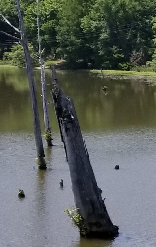 Two Rivers Park (Loop) Multi Trail - Little Rock, AR