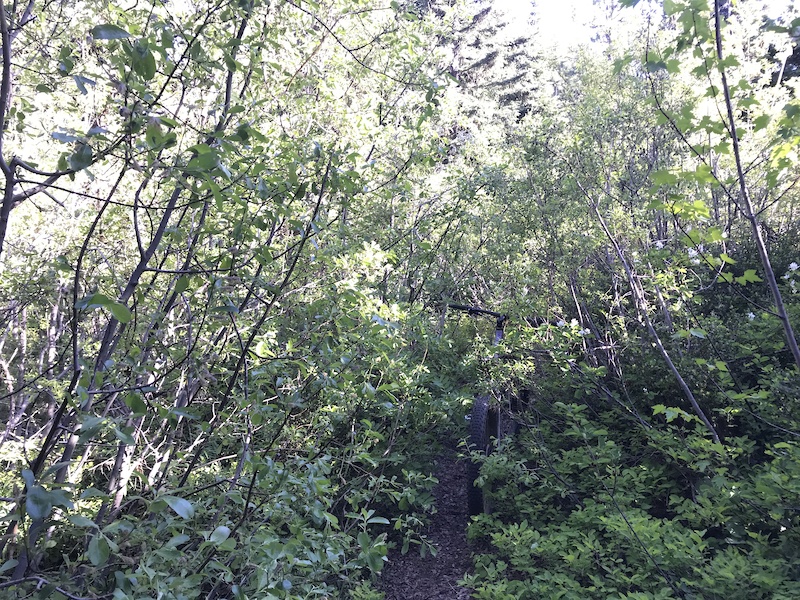 Teanaway Ridge Trail Multi Trail - Cle Elum, WA