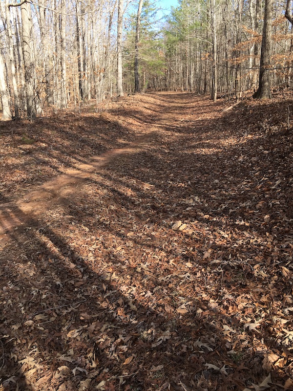 Double Fork Tree Multi Trail - Clemson, South Carolina