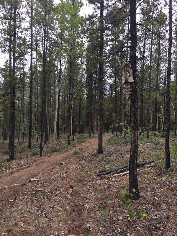RIP Mountain Biking Trail - Whitehorse, Yukon