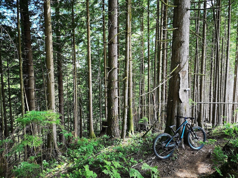 PBR Mountain Biking Trail - Maple Ridge, British Columbia